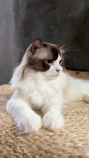 The way to a ragdoll's heart is through his tummy! So is second dinner a must?! 🍽️😄 #MyjieRagdolls #HowToTrainYourRagdoll #ragdollcatlovers #ragdollcatlovers #ragdollsoftiktok #ragdollPH #ragdollphiliippines #Ragdolls101 #RagdollQuickFacts #Ragdolls101