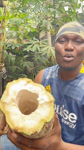 464K views · 14K reactions | CASSAVA STEM WATER HEALTH BENEFITS...
