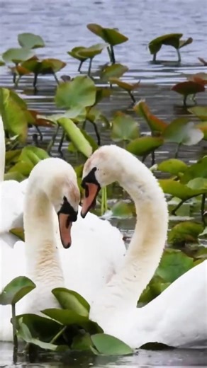BIRDS showing their COURTSHIP and MATING dances. Truly SPECTACULAR to watch.