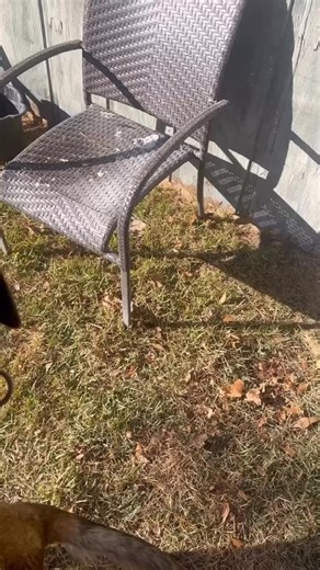 Might have unlocked a new MaliRaptor level. Tried the tennis ball without a string and she chased it grabbed it and brought it back. Looks like drive found a way again. #mobileodordetection #bombdog #k9 #explosivedetectiondogtraining #k9unit #k9handlerlife #k9handlers #k9training #weaponsdetectionk9 #firearmsdetectionk9 #community #violenceinterrupters #violenceinterventionprogram #vaporwakek9 #malinois #workingdog #ak9idogs #ak9itrainers #snifffrequency #scentwall #ak9i #ak9idogs #ak9itrainers 