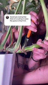 9.9M views · 10K reactions | My secret to propagating plants with...