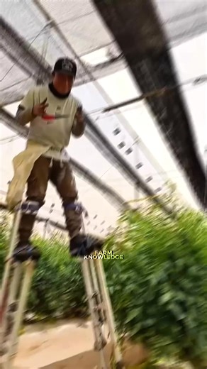 Why These Workers Walk on Stilts | Farm Knowledge | Facebook