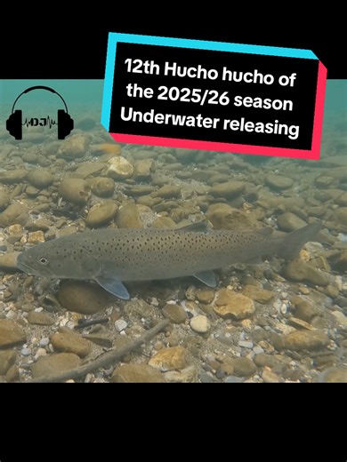 My hucho friend doesn't want to leave me so fast..😊😍👋 #huchohucho #huchen #huchofishing #mladica #flyfishing