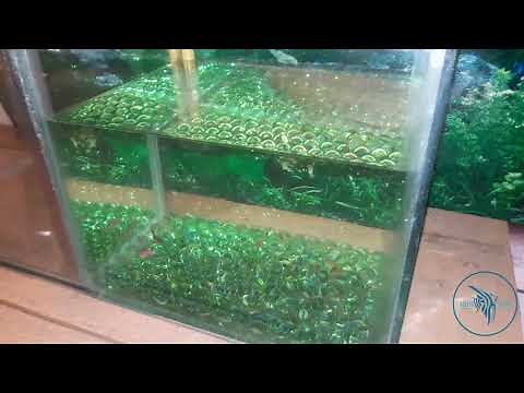 Zebrafish Reproduction