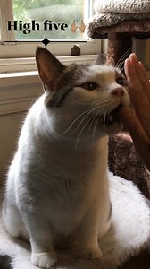 Sparky learned a new trick! 😻 #SmartyPants #WillWorkForFood | The Cat Doctor