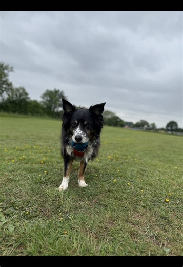 Oh Woody 🥹♥️🐶#malandpalpetservices