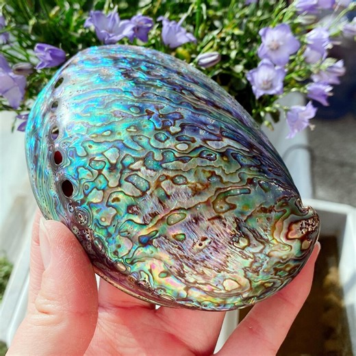 Natural Abalone Shell Dish, Rainbow Iridescent Seashell Decor, Jewelry Making Stone - Etsy