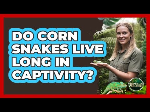 Do Corn Snakes Live Long In Captivity?