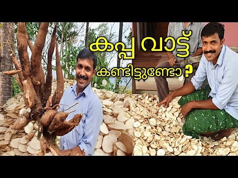 Dried Tapioca making at home / How to make Dried Tapioca