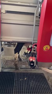 74 reactions · 11 comments | Searching for a more sustainable and efficient way of working? Discover our industry-leading dairy farming systems. | Lely | Facebook