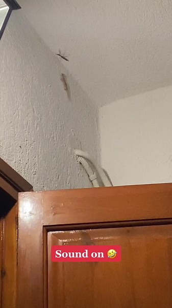 Praying Mantis vs Gecko: A Nature Battle of Prey and Predator