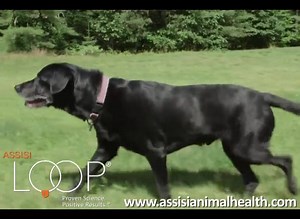 Happy pets are active pets! The Assisi Loop® helped Lilly get back to running and playing with her owner for the first time in months, without the use of pharmaceuticals. Head to our website to learn more about how the Assisi Loop can help your pet or find an Assisi Loop Approved Provider near you. | Assisi Animal Health