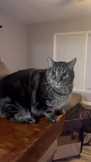 Milo's Hilarious Reaction to the Cat Mask Prank