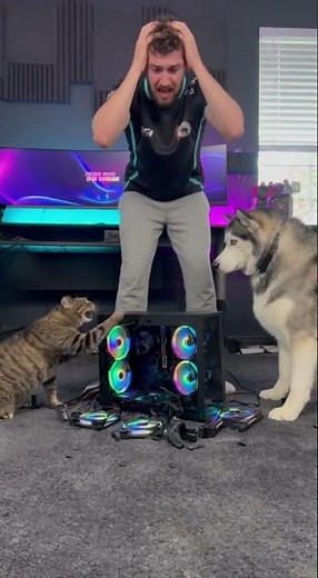Cat and Dog Knock Over $3000 Custom Gaming Computer Build