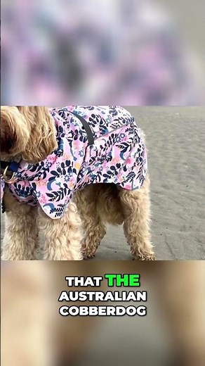 Australian Cobberdog vs Labradoodle - What is the Difference?