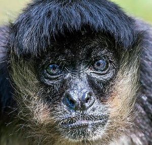 2 Types of MONKEYS Found in Belize! (2026)