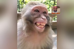 6.7M views · 4K reactions | Dog Vs Electric fish ⚡️ #foryou #funny #Igbopeople #wild #nigeria #trending #Love #Lion #Lagos #Arewa #video #animal #fish #Enugu #Art #comedy #trend #viralpost #dog | Igbo Guy | Facebook