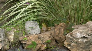 Bullfrog perched on rocks over water finishing a meal