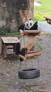 Silly me 😁😛😂 #petcare #petherapy #cuteanimals #fblifestyle #panda #fluffy #pandas #cute #naturephotography #nature #care #beautiful #love #babypanda #babypandas #funnyanimals #SpookySeason #petcare #petherapy #cuteanimals #fblifestyle #panda #fluffy #pandas #cute #naturephotography #nature #care #beautiful #love #babypanda #babypandas #funnyanimals #sleepingbeauty | Pandas, a Light In My Heart