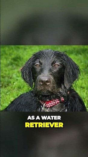 Practical Coat of Flat Coated Retriever