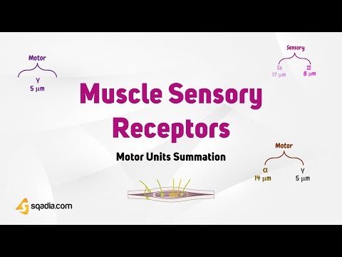 Motor Units Summation | Muscle Sensory Receptors