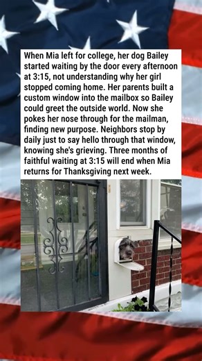 DOG FINDS HOPE THROUGH MAILBOX WINDOW🥹😇💔