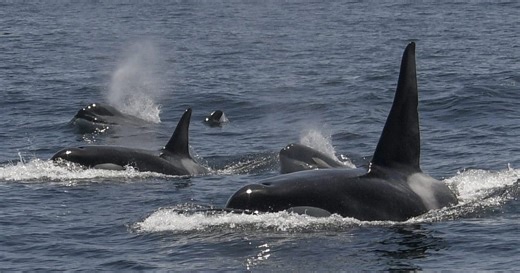 Orcas spotted using kelp as grooming tools