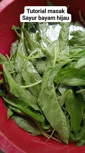 41K views · 678 reactions | Tutorial masak sayur bayam hijau.. kalau kami pangil samsam juga ni. #tutorial #masakmasak #sayurbayam | MisterLee | Facebook