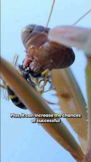 Why do Praying Mantises Eat their Mates?