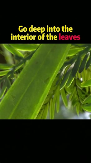 Exploring Leaf Anatomy and Photosynthesis at Microscopic Level