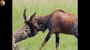 2.2K views · 18 reactions | Leopards hunt their prey in the best way  #reels #virral #trending #animalattack | The Survival Wild | Facebook