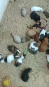 Meron nanganak We got 2 new baby guinea pigs this morning @highlight Larscaviary #fypシ゚ #trend #guineapig #pets #petcare #petlovers #meta #petcaretips #larscaviary | Marie Anthonette Lara Layacan