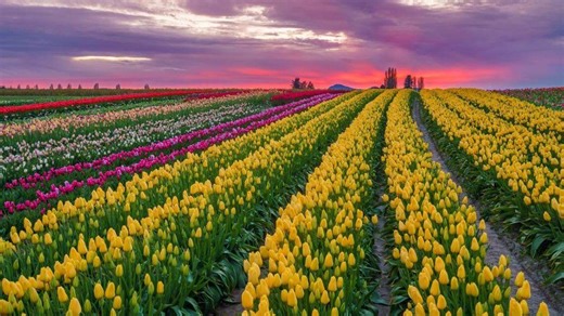 Skagit Valley tulip farm closing permanently as competitor takes over operations