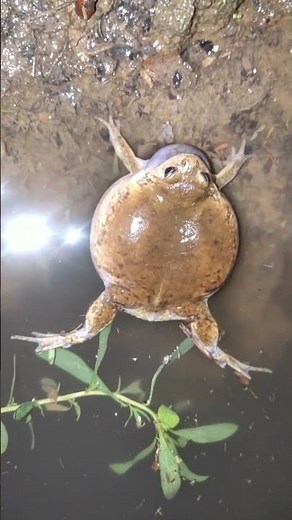 cute little frog croaking sound