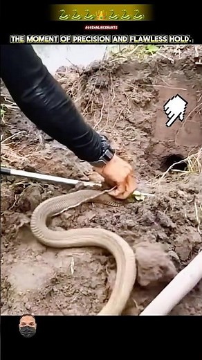 Art of Control: Cinematic Capture of King Cobra Securing