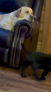 30K views · 857 reactions | Dune:   what the hell ??!!??!! Mini Mopface and she has a shadow… | Fairfax Pines Labrador Retrievers | Facebook