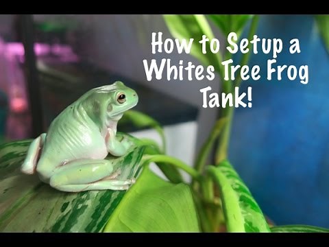 How to setup a Whites Tree Frogs Tank!