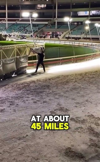 How Do Greyhounds Know When to Stop?