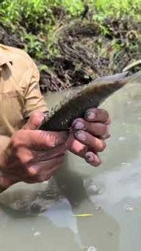 Farmers clear forests to catch fish #fishing #animals