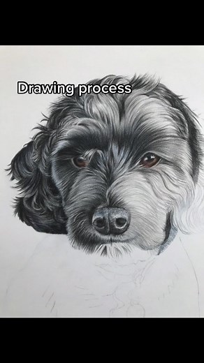 Cómo dibujar un cockapoo a lápiz: guía paso a paso