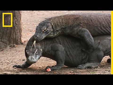 L'accouplement chez le dragon de Komodo