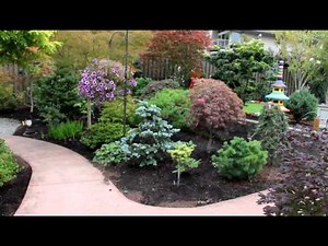 Japanese Maples & dwarf conifers - Amazing Maple