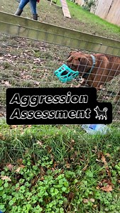 Aggression assessment- as part of our behaviour programme when we are working with a dog that is showing aggressive tendencies, the first thing we do is an aggression assessment. This is to see WHY the dog is behaving in this way. This is done with help of my amazing assistant dogs Billy & Rubble who are absolutely fantastic at reading dogs, they will help build confidence in dogs that lack, defuse dogs that are showing signs of reactivity due to stress and who are anxious and will show me strai