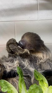 113K views · 5.8K reactions | We don’t know about you, but we needed 40 seconds of a two-toed sloth enjoying some snow and lettuce. Although sloths aren’t really cold hardy, Miso seems to have enjoyed his chilly enrichment! Thanks to Keeper Sabrina for sharing! | Potawatomi Zoo | Facebook