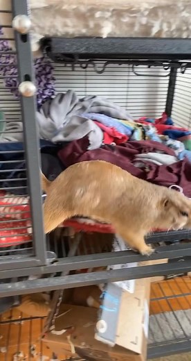 Double Poppy Wahoo #prairiedog #animal #wahoo #cute #RP #prairiedog #animal #cute | The Prairie Dog