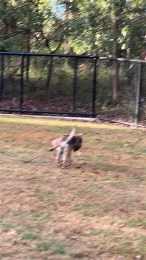 Mummy’s still resting her foot after her PRP injection so we’re walking to the dog park in the mornings instead of our usual long walks. Today she sneakily brought my Bally and it took me a while to find it, but I eventually did lol 🙄 💉 🩸 | Dudley the BT