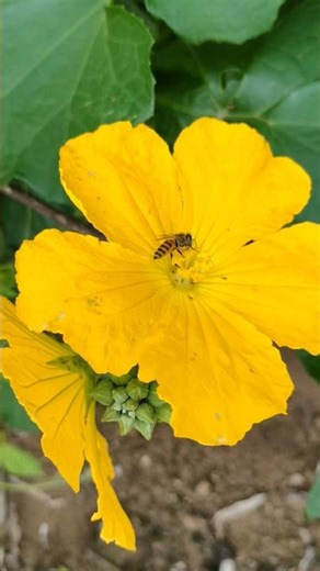 Squash Bee 🐝#Entomophily#pollination