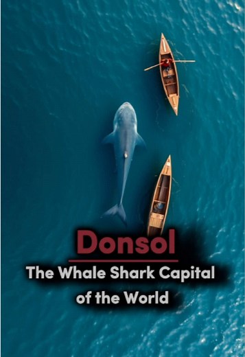 Donsol: Swim with Whale Sharks in the Philippines