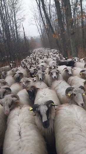 Flock of Sheep Moving Through a Forested Area
