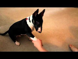 Miniature bull terrier puppy performing tricks